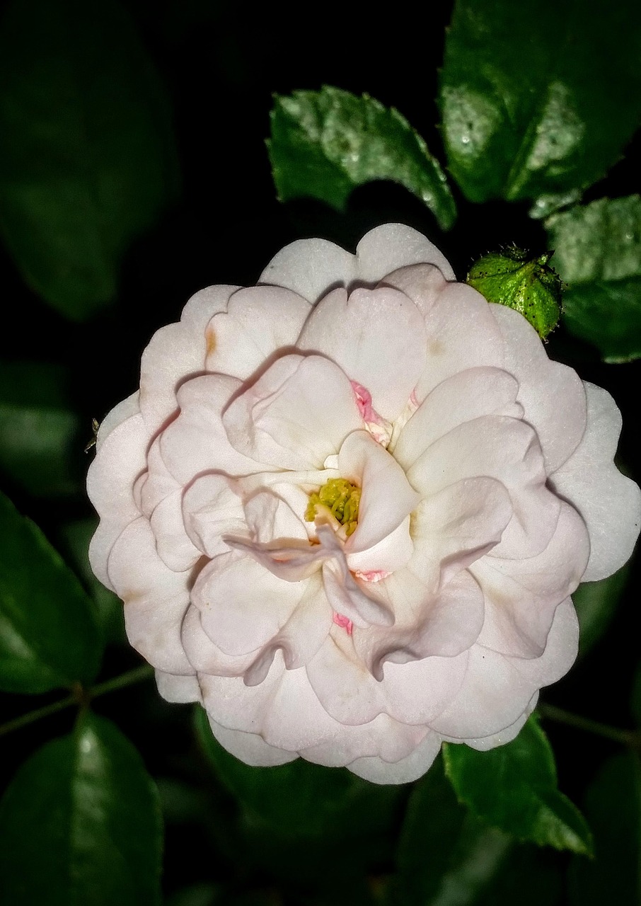 70+ Free Pink Night Background & Pink Images - Pixabay