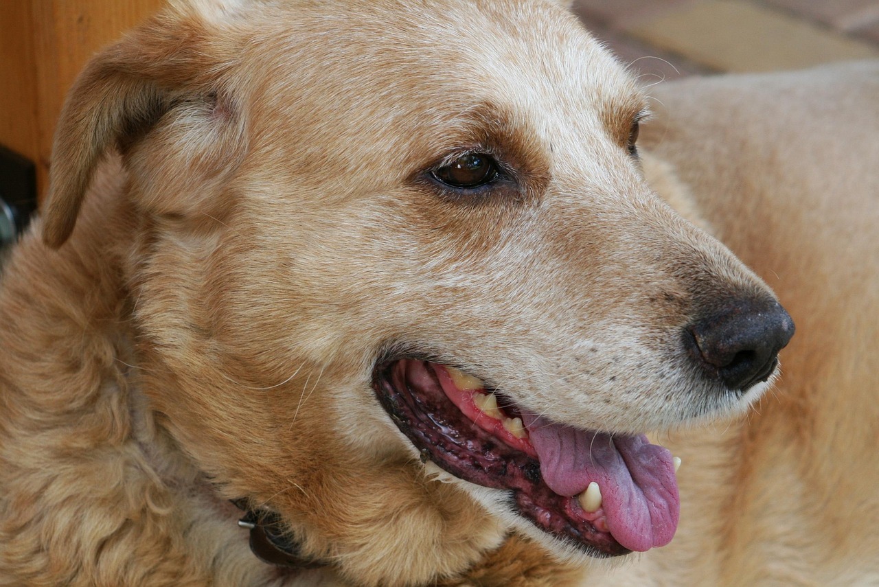 Nature Animal Dog - Free photo on Pixabay