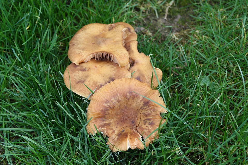 Mushrooms Garden Fall - Free photo on Pixabay - Pixabay