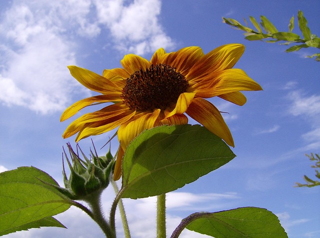 Tournesol Fermer Paradis - Photo gratuite sur Pixabay - Pixabay