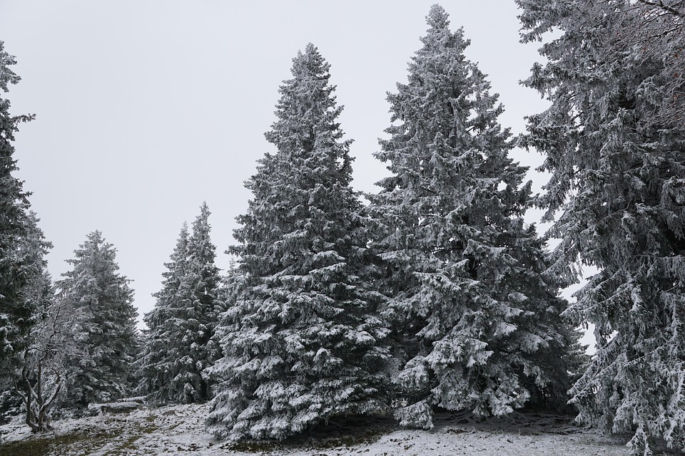 Winter Wald Tannen - Kostenloses Foto auf Pixabay - Pixabay