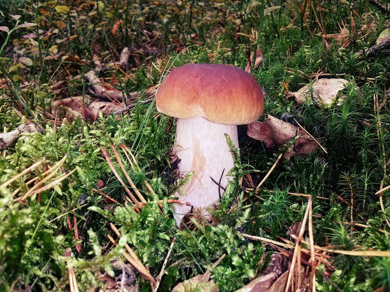 Champignon Forêt Nature - Photo gratuite sur Pixabay - Pixabay
