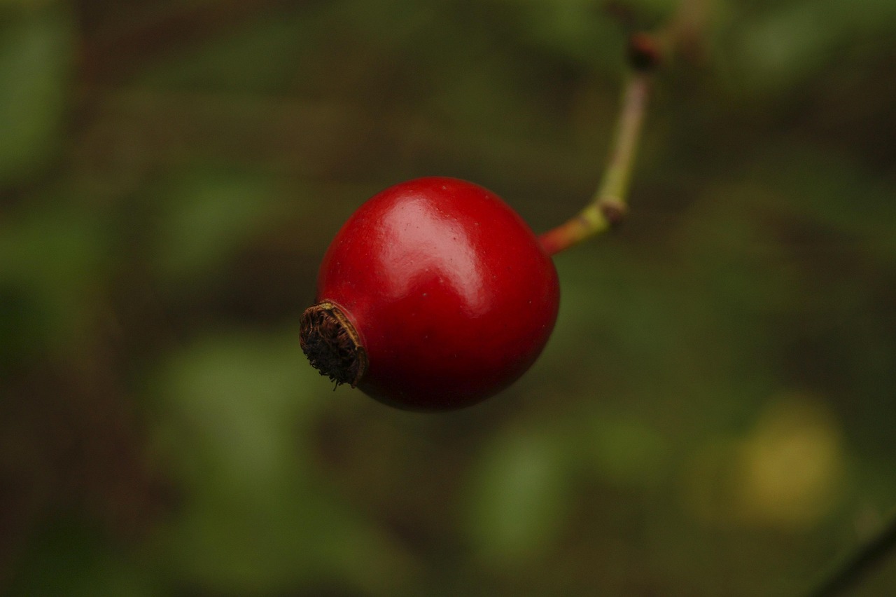 Rosa Mosqueta Cultivo Rojo - Foto gratis en Pixabay - Pixabay