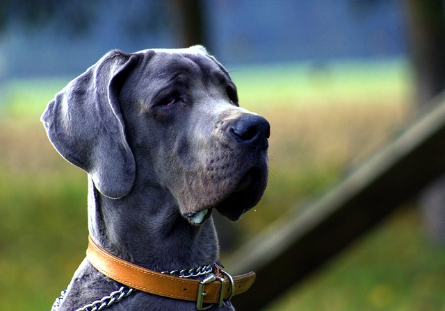 Dog Black Portrait - Free photo on Pixabay