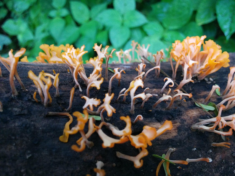 Mushrooms Fungus Nature - Free photo on Pixabay