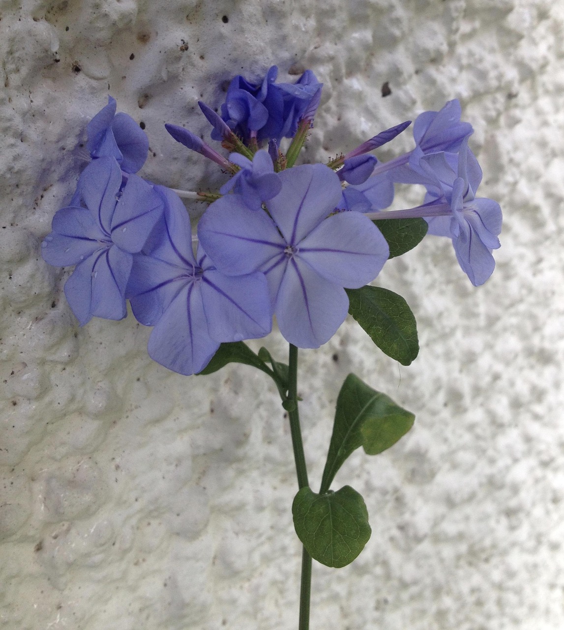 Plumbago Azul Flor - Foto gratuita no Pixabay - Pixabay