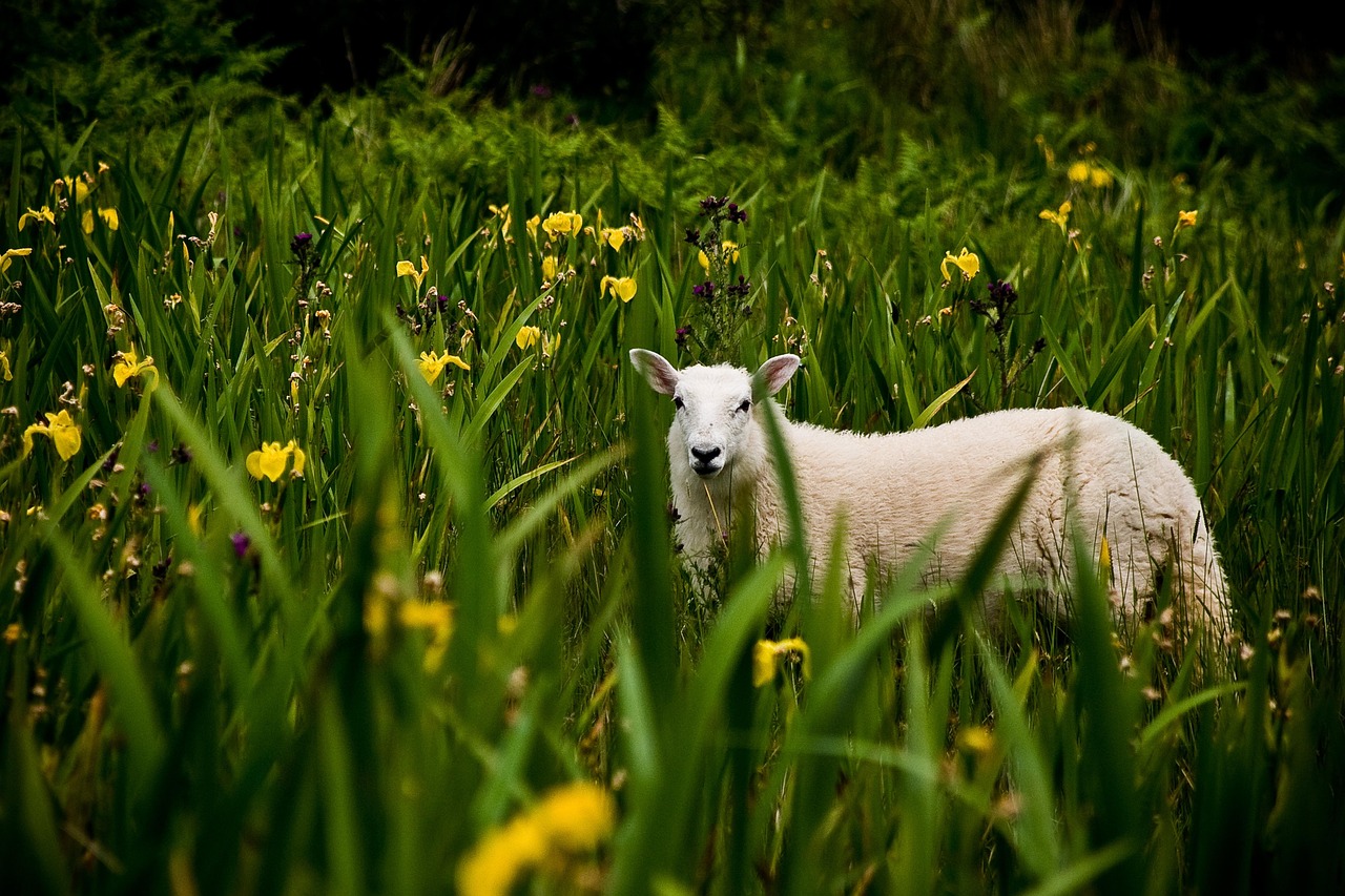 300,000+ Free Irish-Landscape & Irish Images - Pixabay