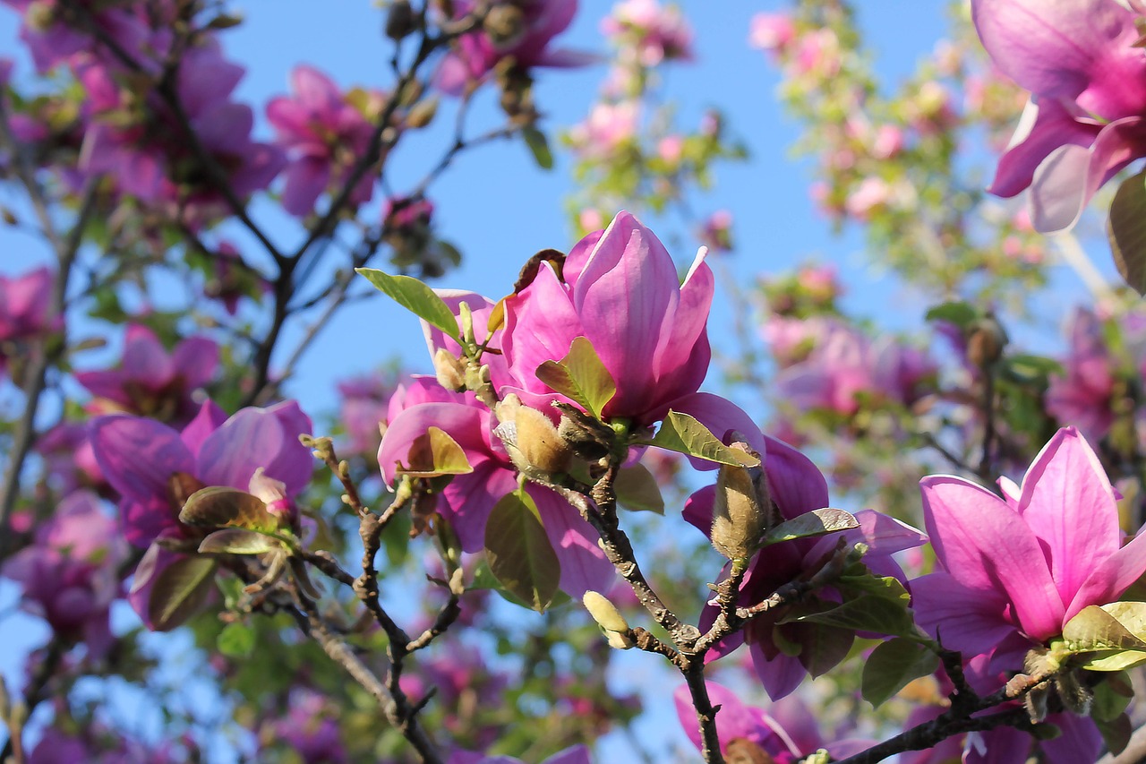 Lautanen Magnolia Puu Ilmainen Valokuva Pixabayssa Lautanen Magnolia Puu Ilmainen Valokuva Pixabayssa