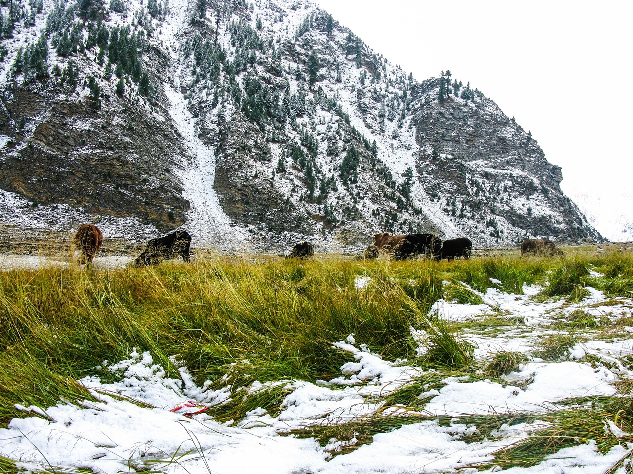 Snow Green Mountain - Free photo on Pixabay - Pixabay