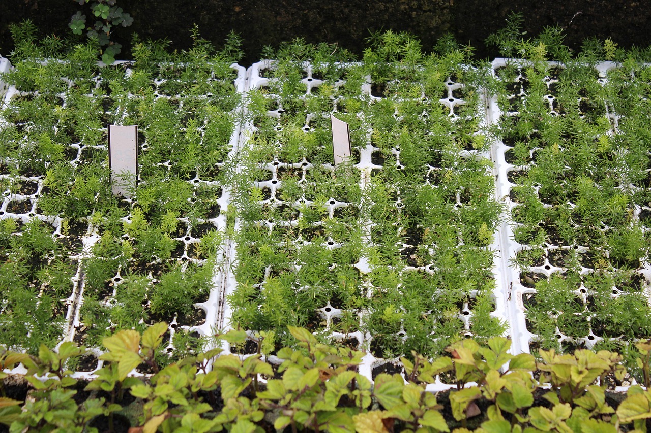 Seedlings Seedling Tray Trays - Free photo on Pixabay