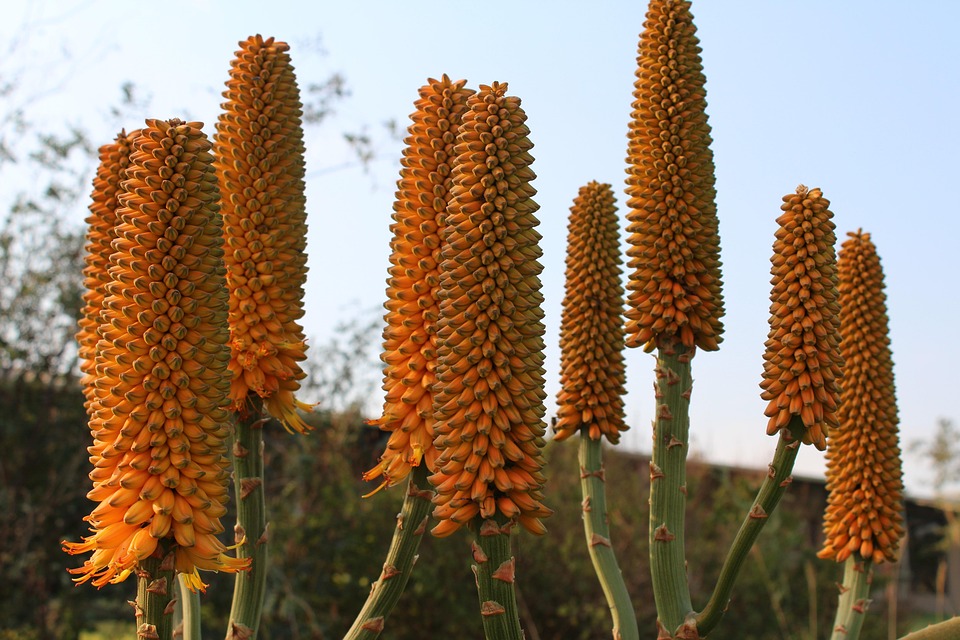 Aloe Flower Succulent - Free photo on Pixabay - Pixabay