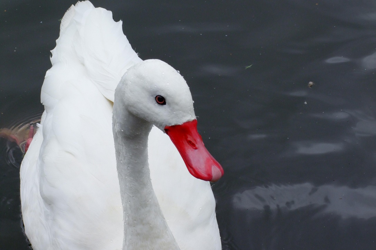 Cisne Pato Pájaro Aves - Foto gratis en Pixabay - Pixabay
