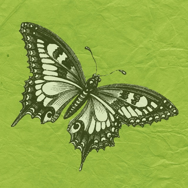 Más de 10 imágenes gratis de Mariposa Para Recortar y Mariposa - Pixabay