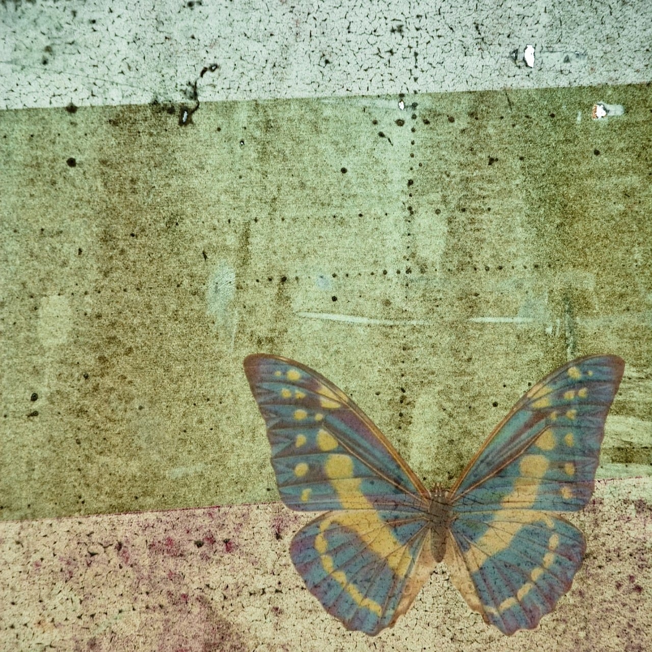 Mariposa Verde Azul Álbum De - Imagen gratis en Pixabay