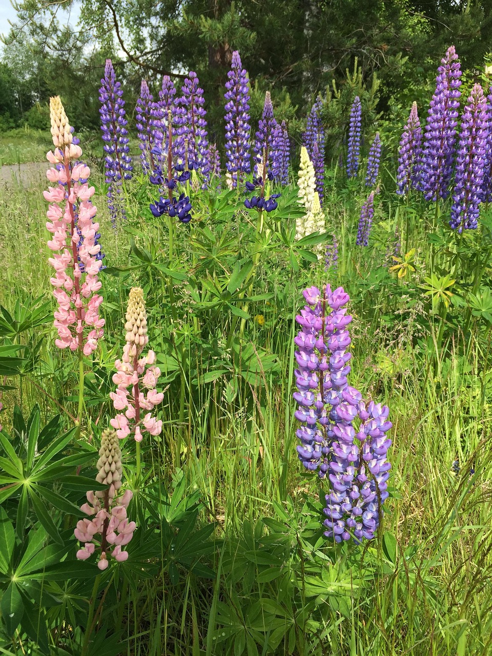 Lupinia Fleurs Prairie - Photo gratuite sur Pixabay - Pixabay