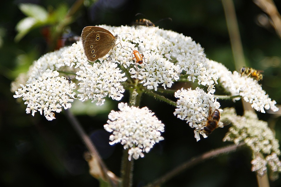 Insecten Bloem Vlinder - Gratis foto op Pixabay - Pixabay