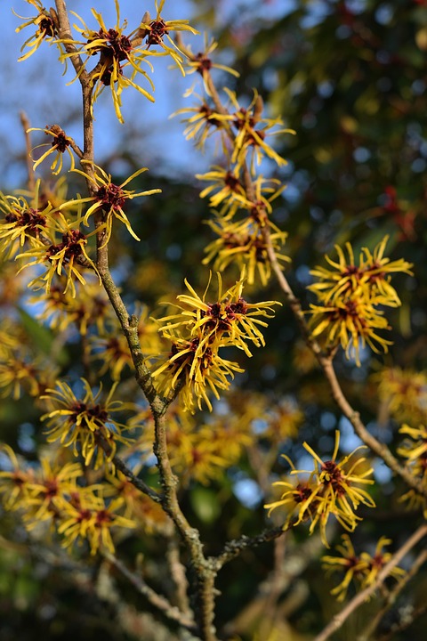 Hamamélis Arbusto Flores Planta - Foto gratuita no Pixabay
