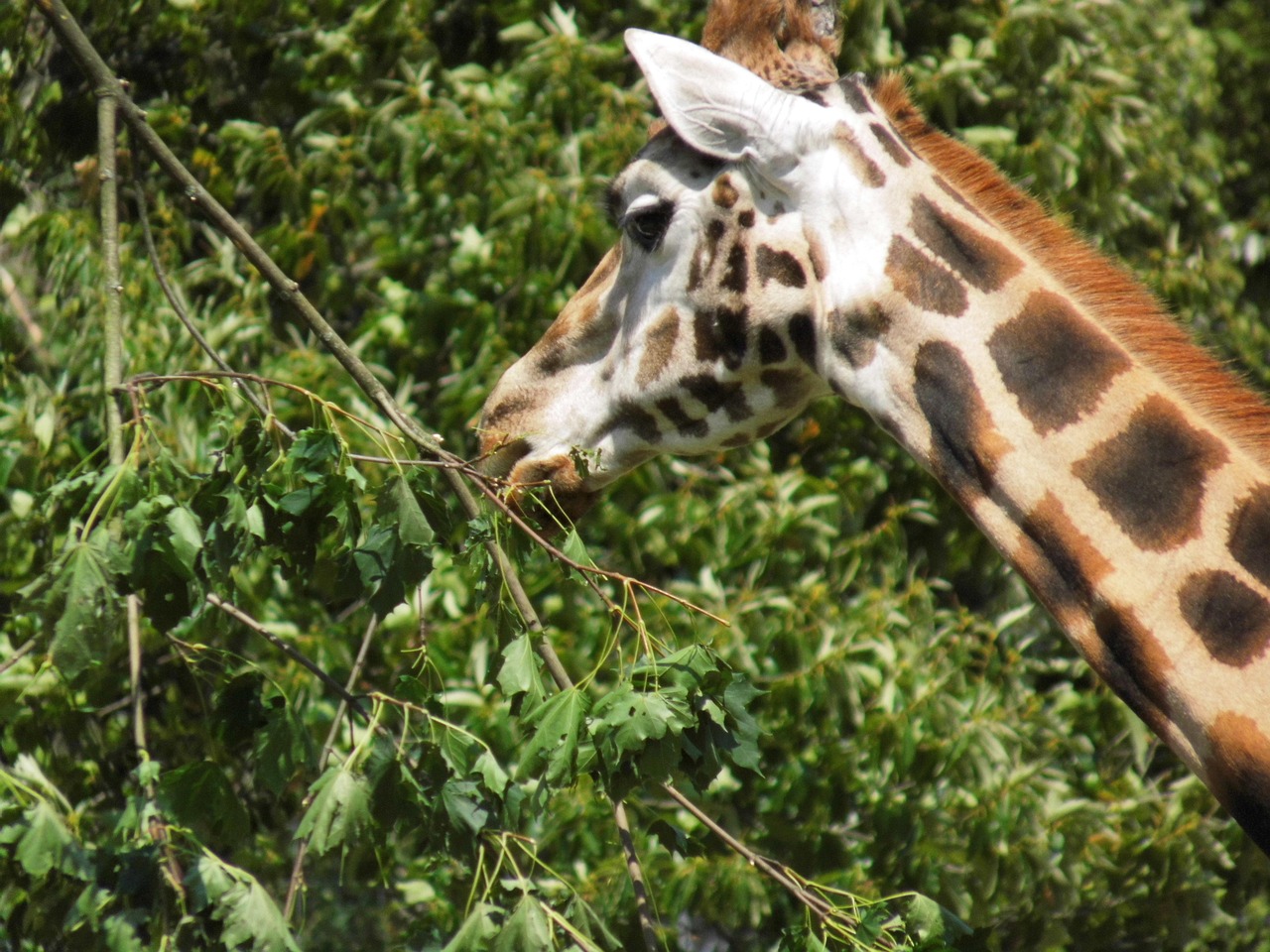 Giraffe Afrika Safari - Kostenloses Foto auf Pixabay - Pixabay
