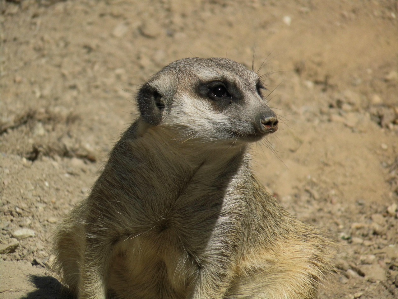 Suricata Animal Salvaje Linda - Foto gratis en Pixabay - Pixabay