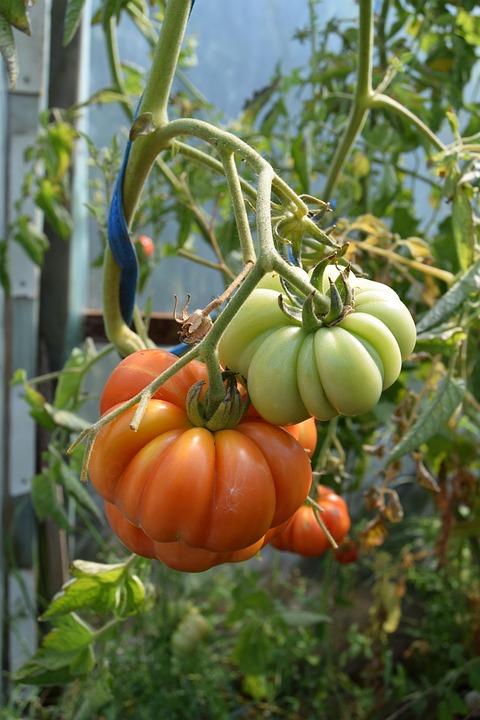 Verduras Naturaleza Un Vegetal - Foto gratis en Pixabay - Pixabay