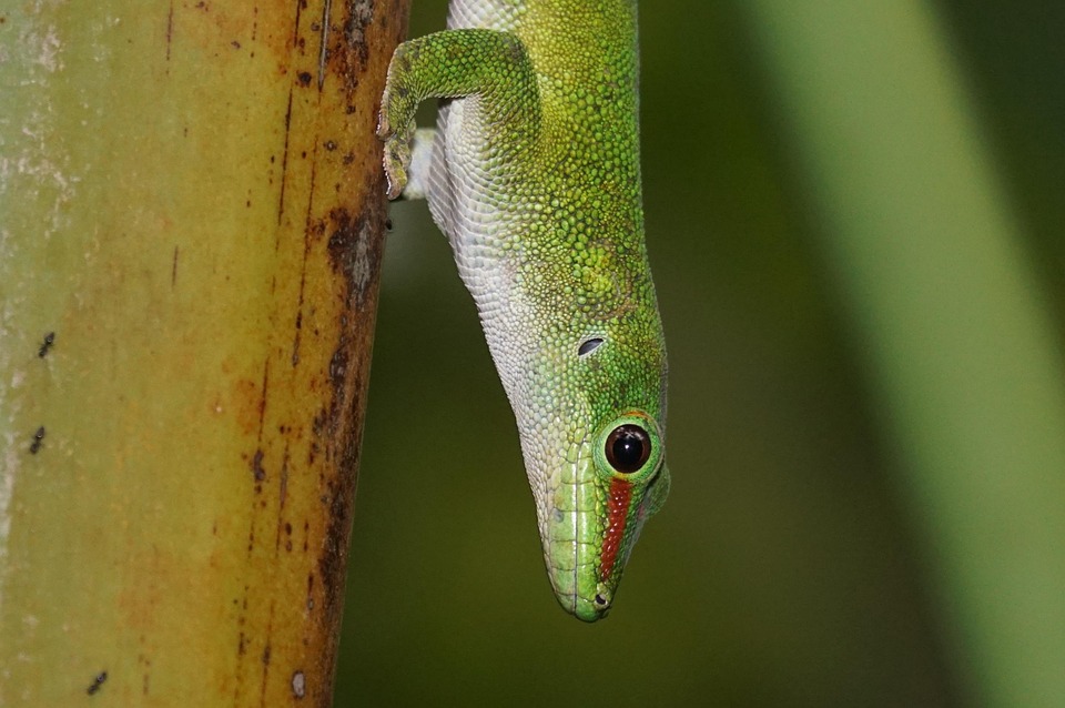 Lizard Dandruff Madagascar Day - Free photo on Pixabay - Pixabay