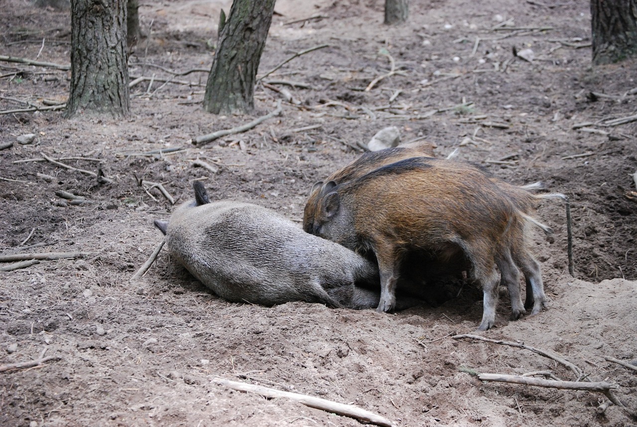 Wildschweine Schweine Frischlinge - Kostenloses Foto auf Pixabay - Pixabay