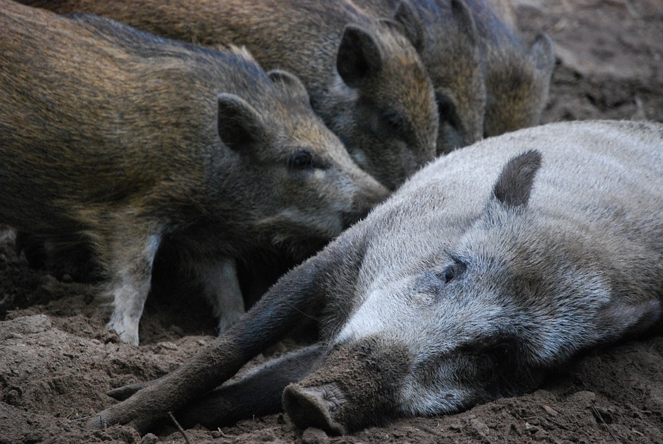 Kostenloses Foto: Wildschweine, Frischlinge, Bache - Kostenloses Bild ...