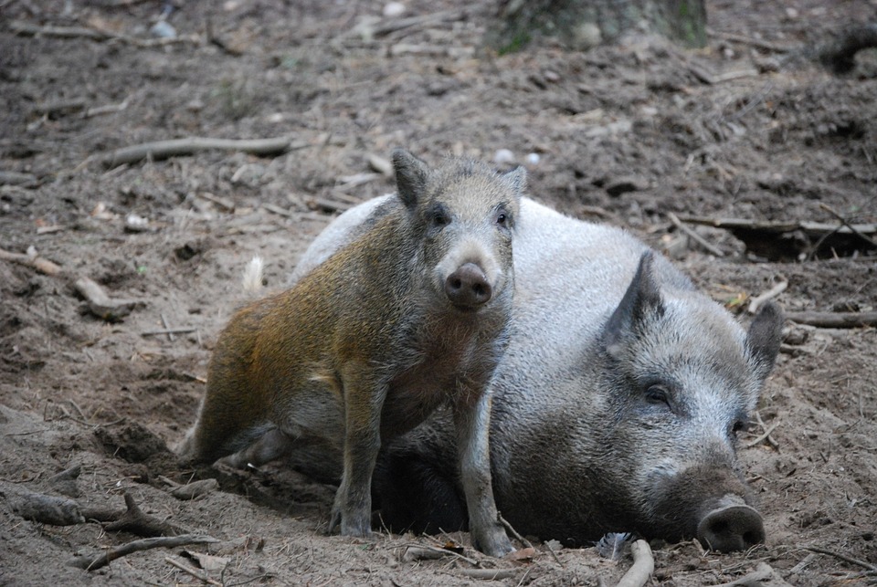 Wild Boars Mother And Child Bache - Free photo on Pixabay