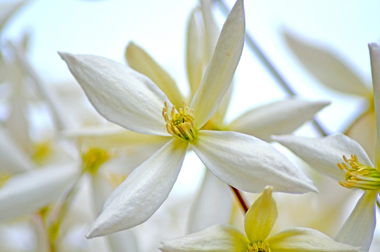 Flor Clemátide Florecer - Foto gratis en Pixabay - Pixabay