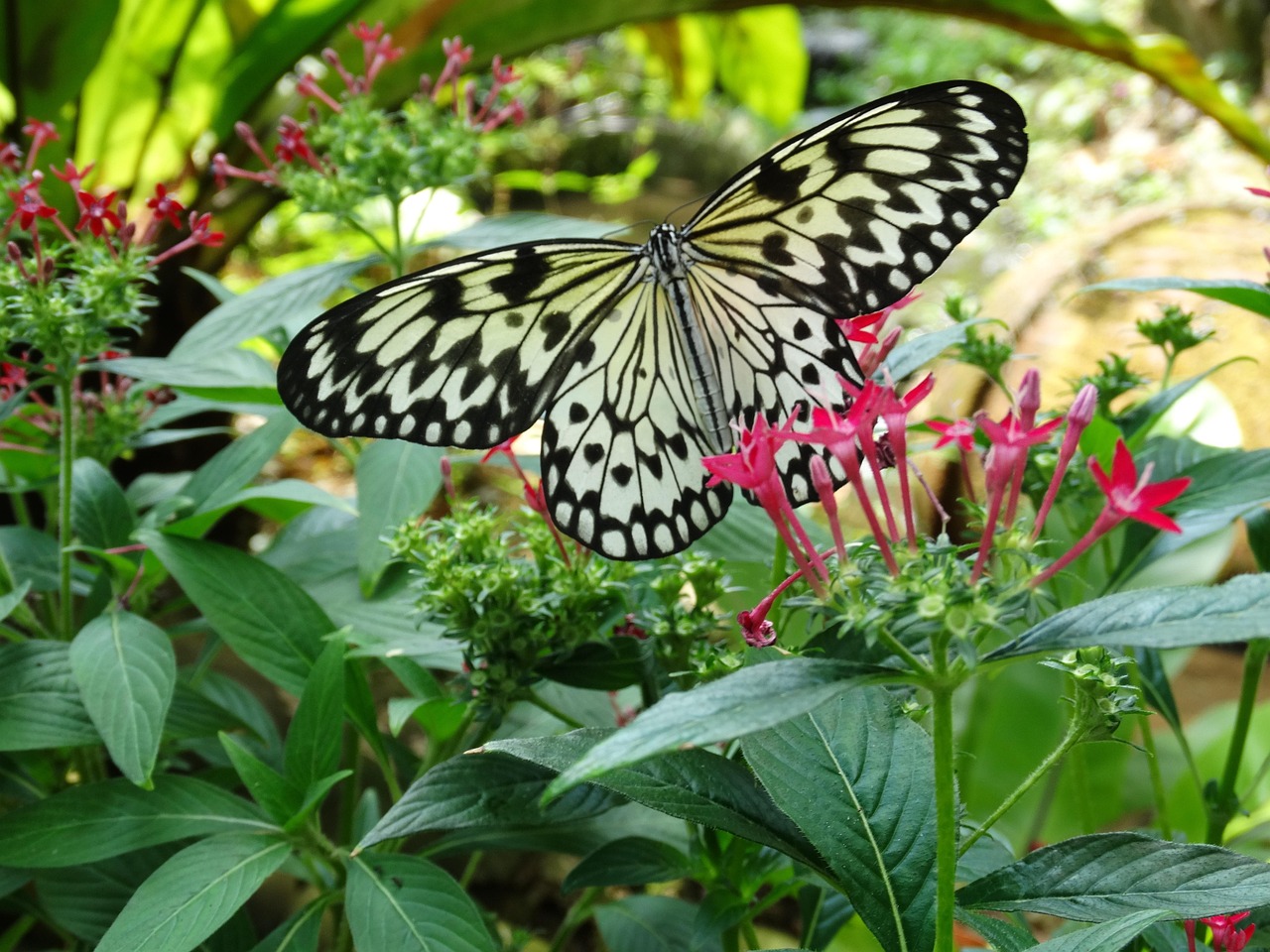 Butterfly Garden Free Photo On Pixabay Pixabay Butterfly Garden Free Photo On Pixabay Pixabay