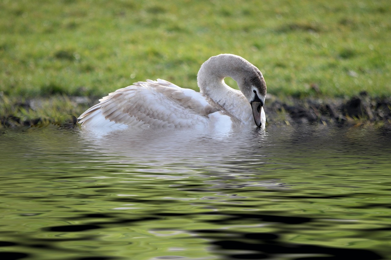 Swan Park - Free photo on Pixabay - Pixabay