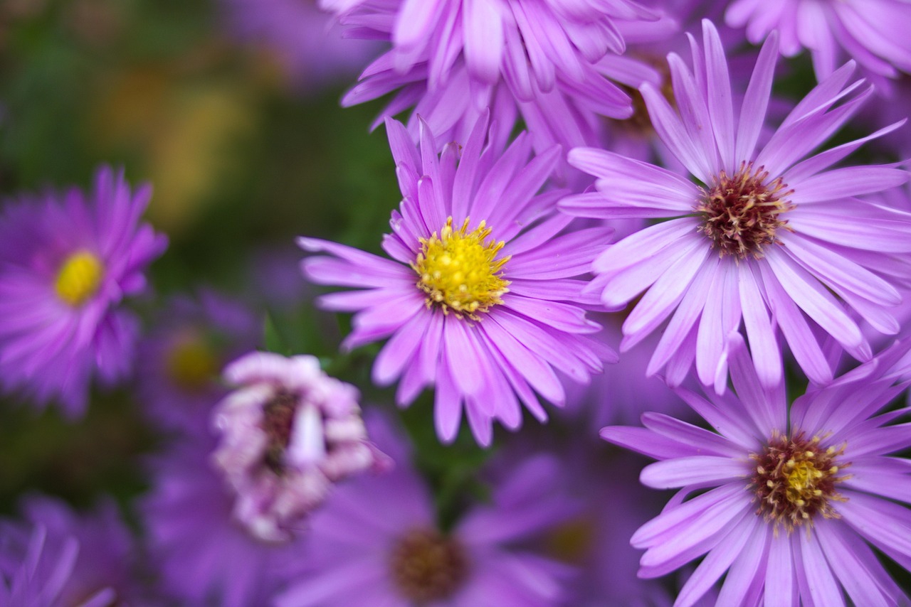 Flower Plant Nature - Free photo on Pixabay
