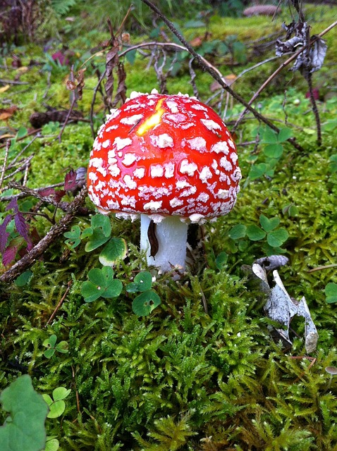 Mérges Gomba Erdő Esik - Ingyenes fotó a Pixabay-en - Pixabay