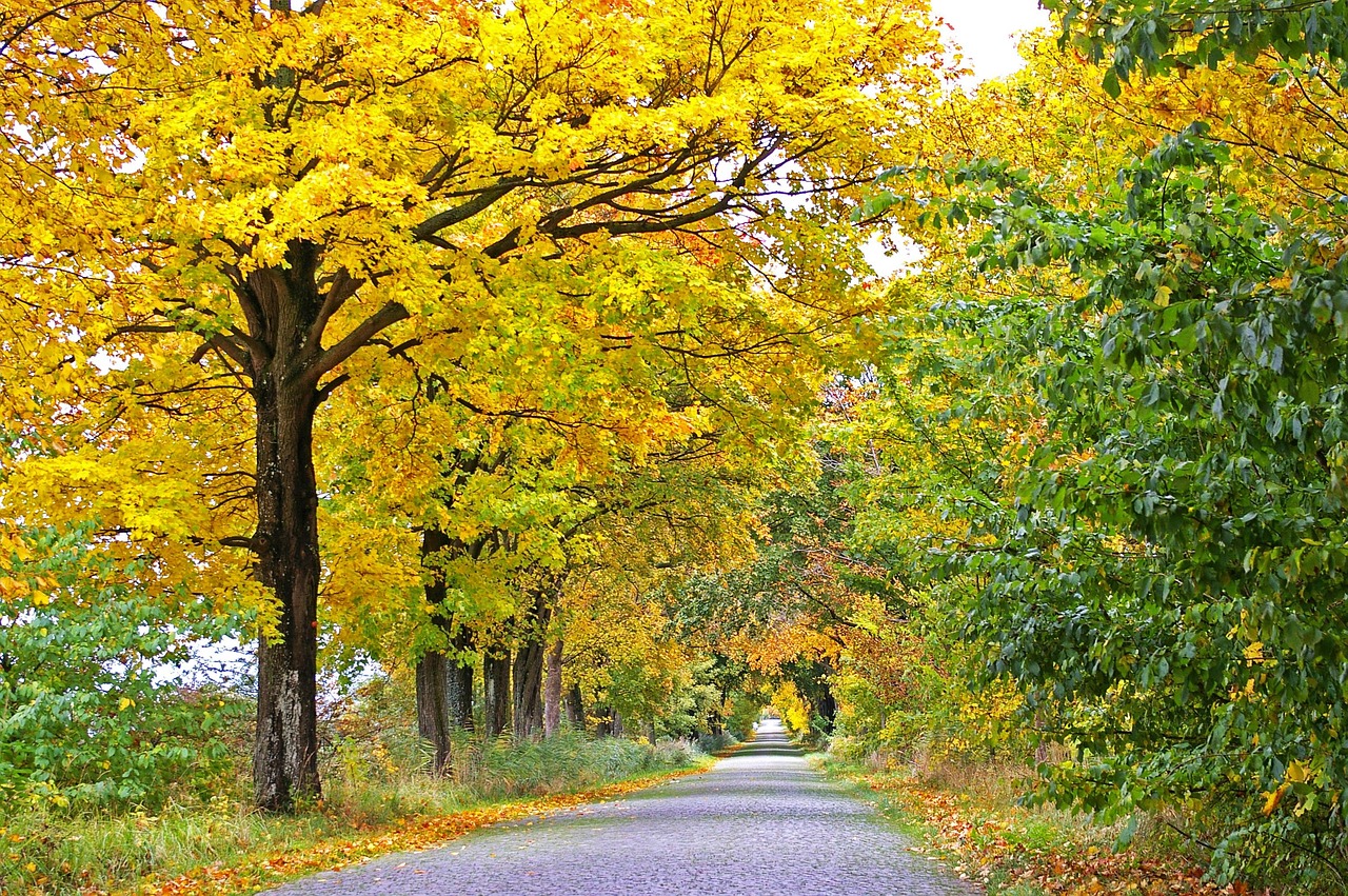 Sfondo Desktop Strada Autunnale SfondiLandia.it | Sfondo In HD Gratis
