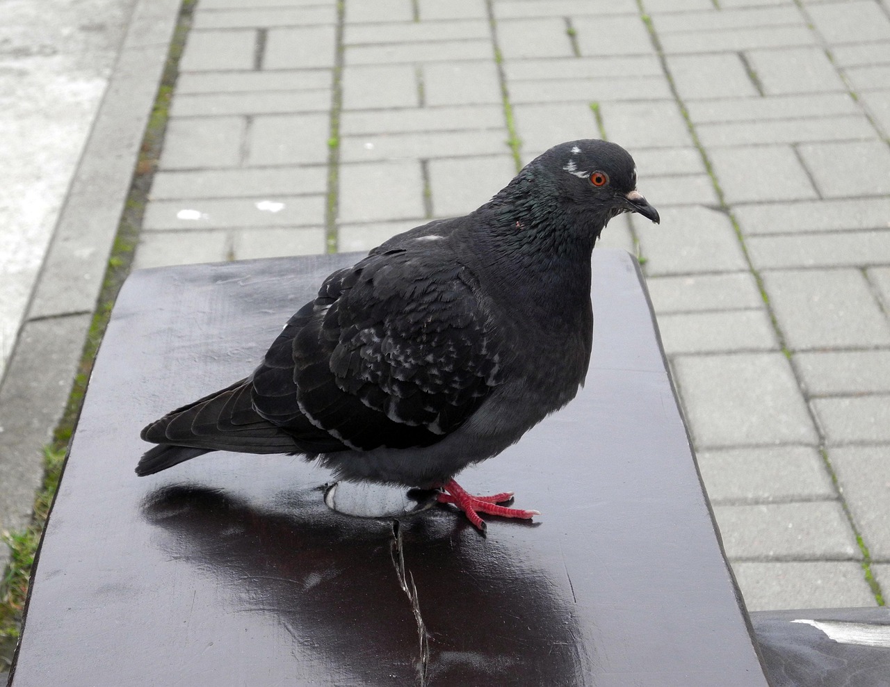 Pássaros Pombo Pássaro Corrida De - Foto gratuita no Pixabay - Pixabay
