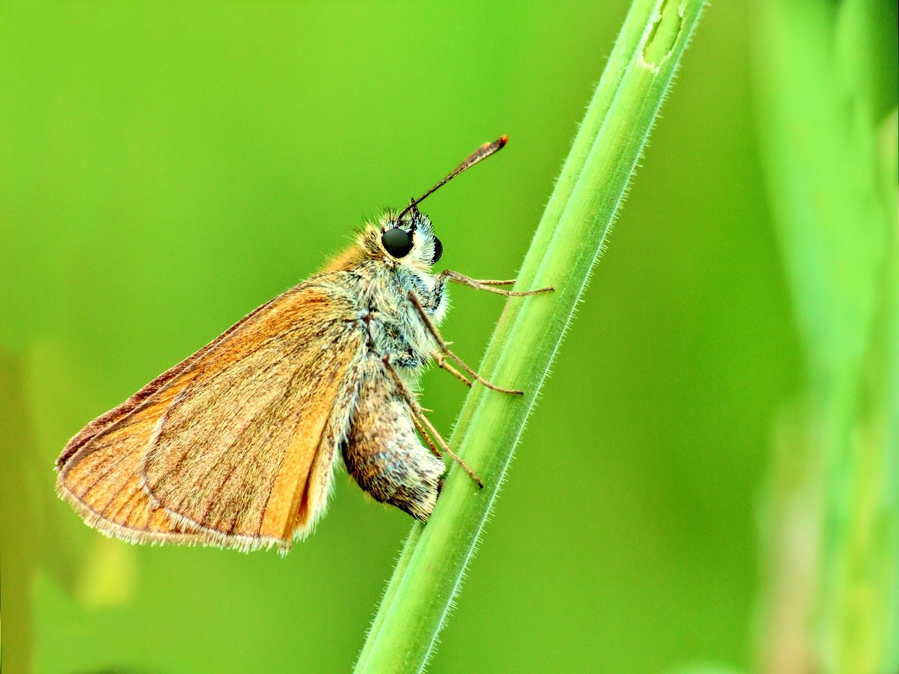 Papillon Macro Nature - Photo gratuite sur Pixabay - Pixabay