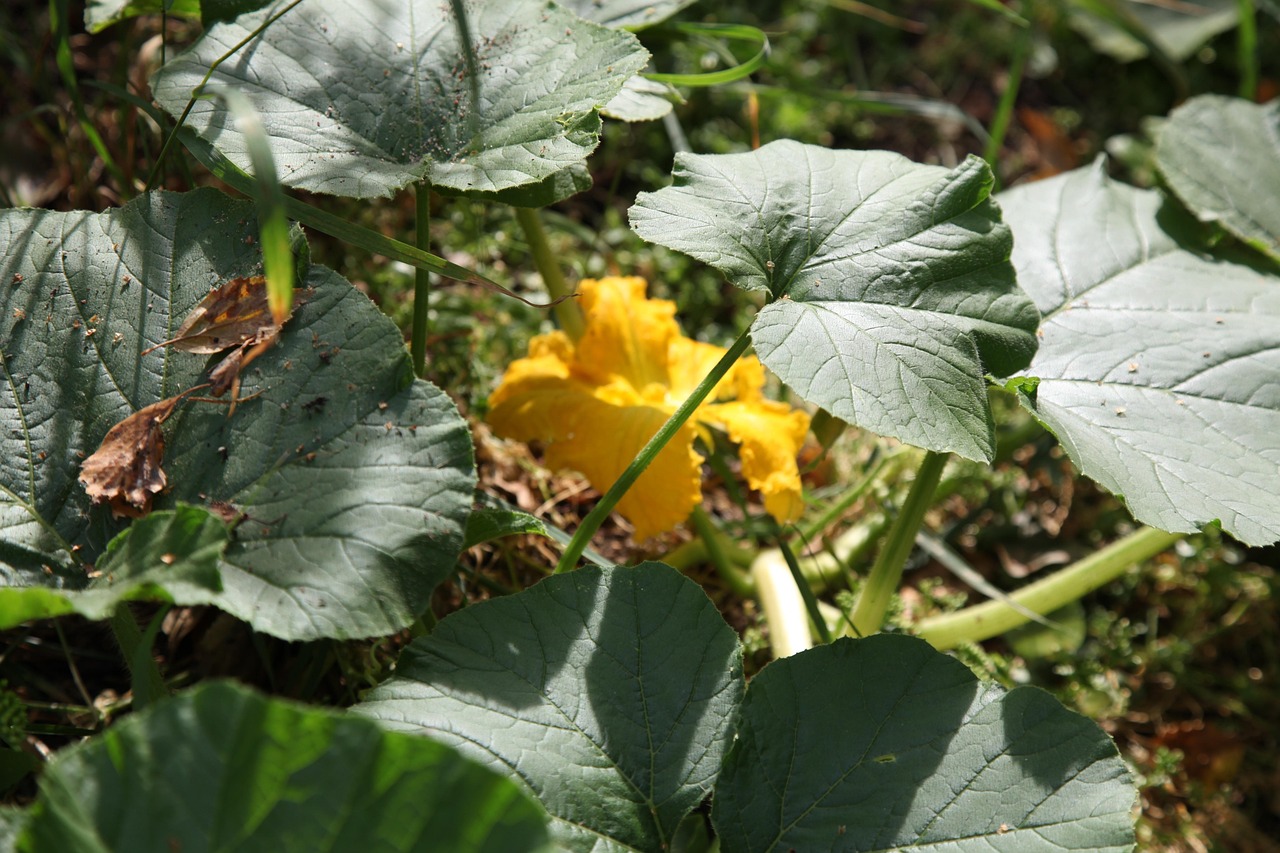 Garten Zucchini Gartengrundstück - Kostenloses Foto auf Pixabay - Pixabay