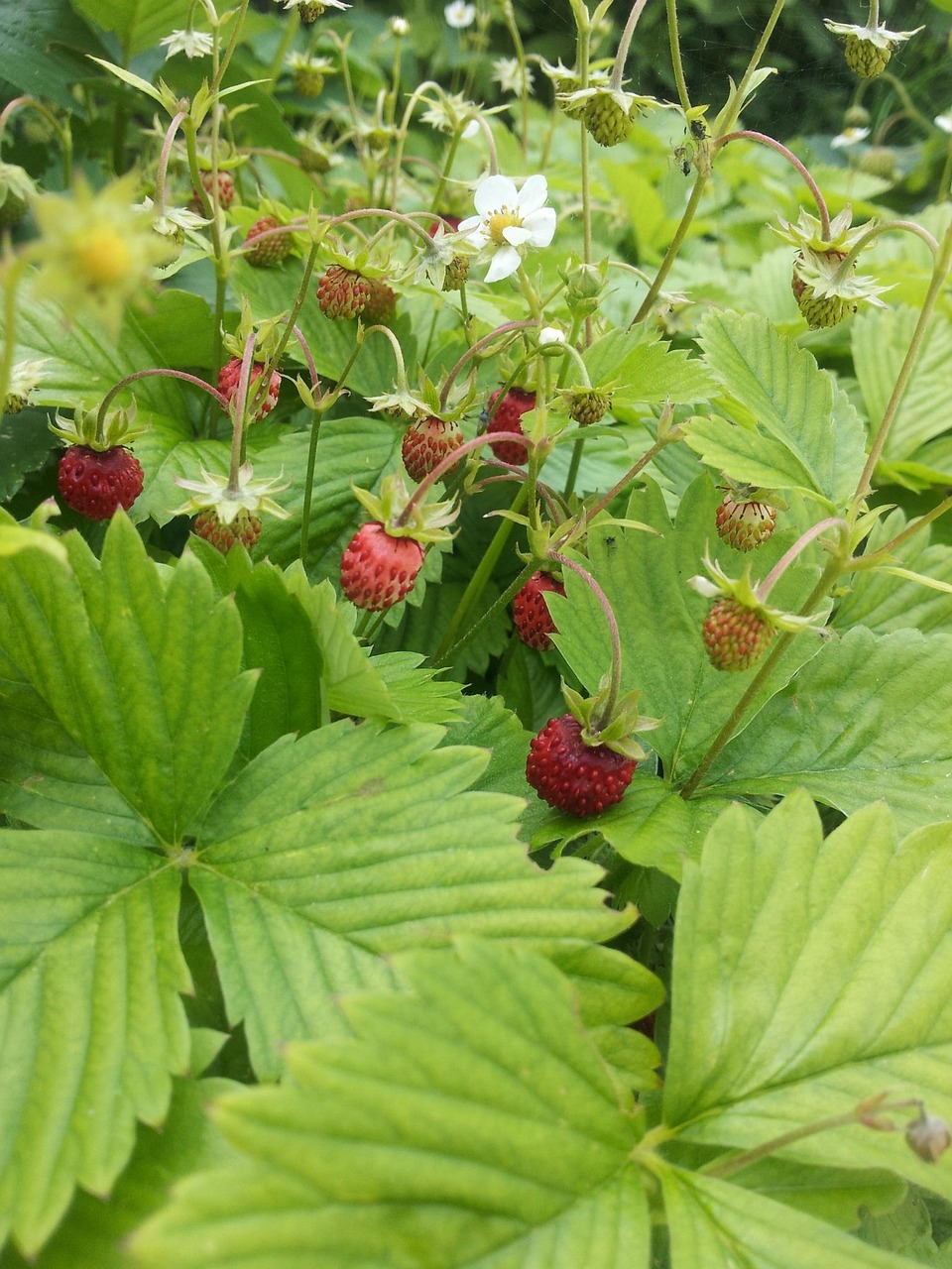 Wild Strawberry Garden Summer - Free photo on Pixabay - Pixabay