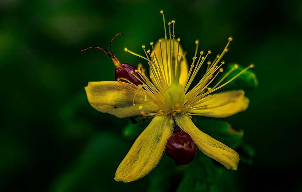 Cigarette Flower Blossom Bloom - Free photo on Pixabay - Pixabay