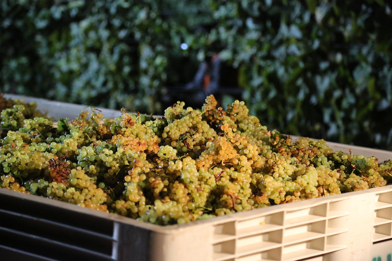 Chardonnay Vino Cosecha Valle De - Foto gratis en Pixabay - Pixabay