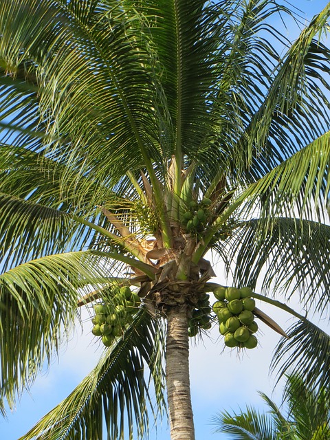 Palma Estate Mauritius Albero Di - Foto gratis su Pixabay - Pixabay