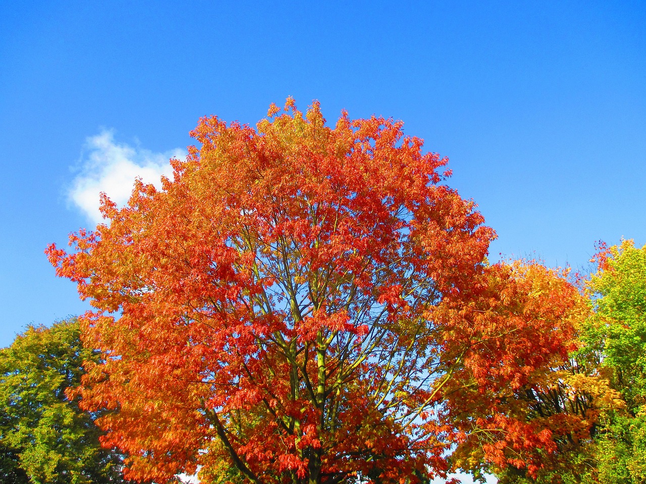 Autumn Foliage Color Multicoloured - Free photo on Pixabay - Pixabay