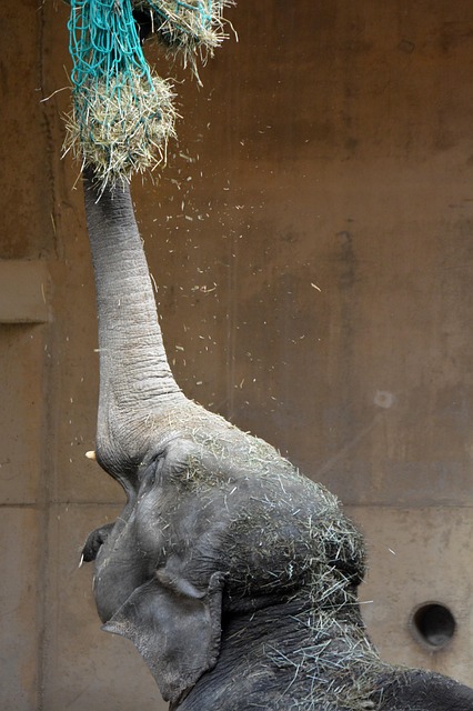 Elephant Trunk Animal - Free photo on Pixabay - Pixabay