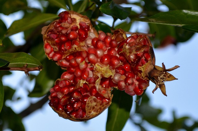 Romã Fruta Natureza - Foto gratuita no Pixabay - Pixabay