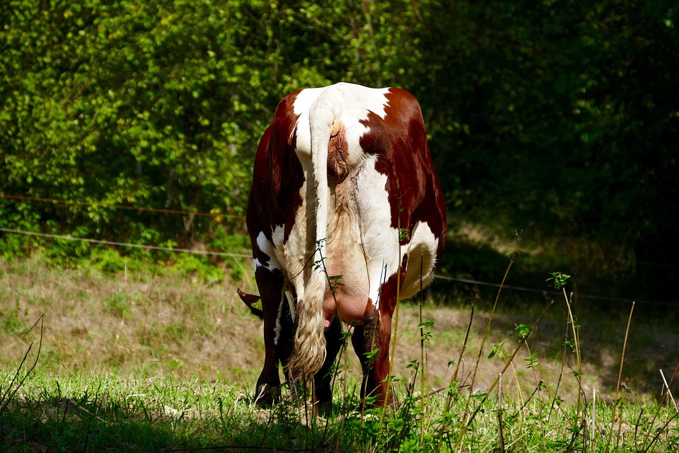 Animal Cow Cows - Free photo on Pixabay - Pixabay