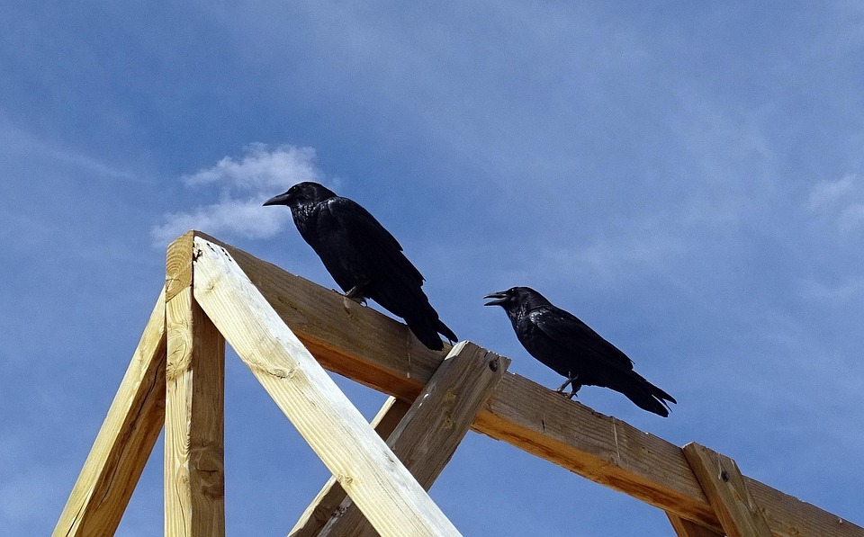 Grand Corbeau Corvus Corax - Photo gratuite sur Pixabay - Pixabay
