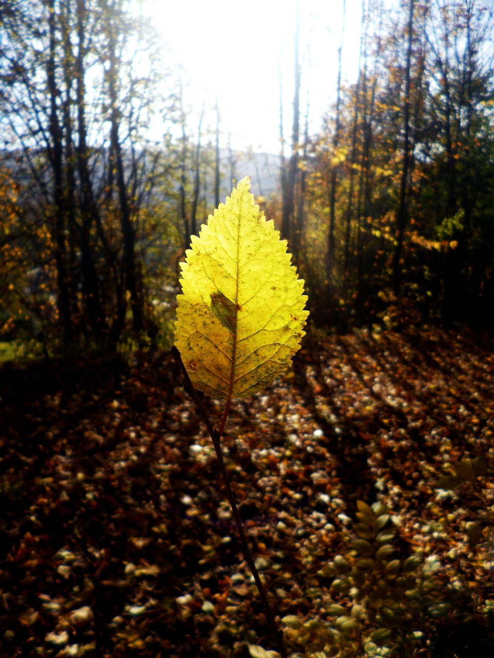 Blade Beam Nature - Free photo on Pixabay - Pixabay