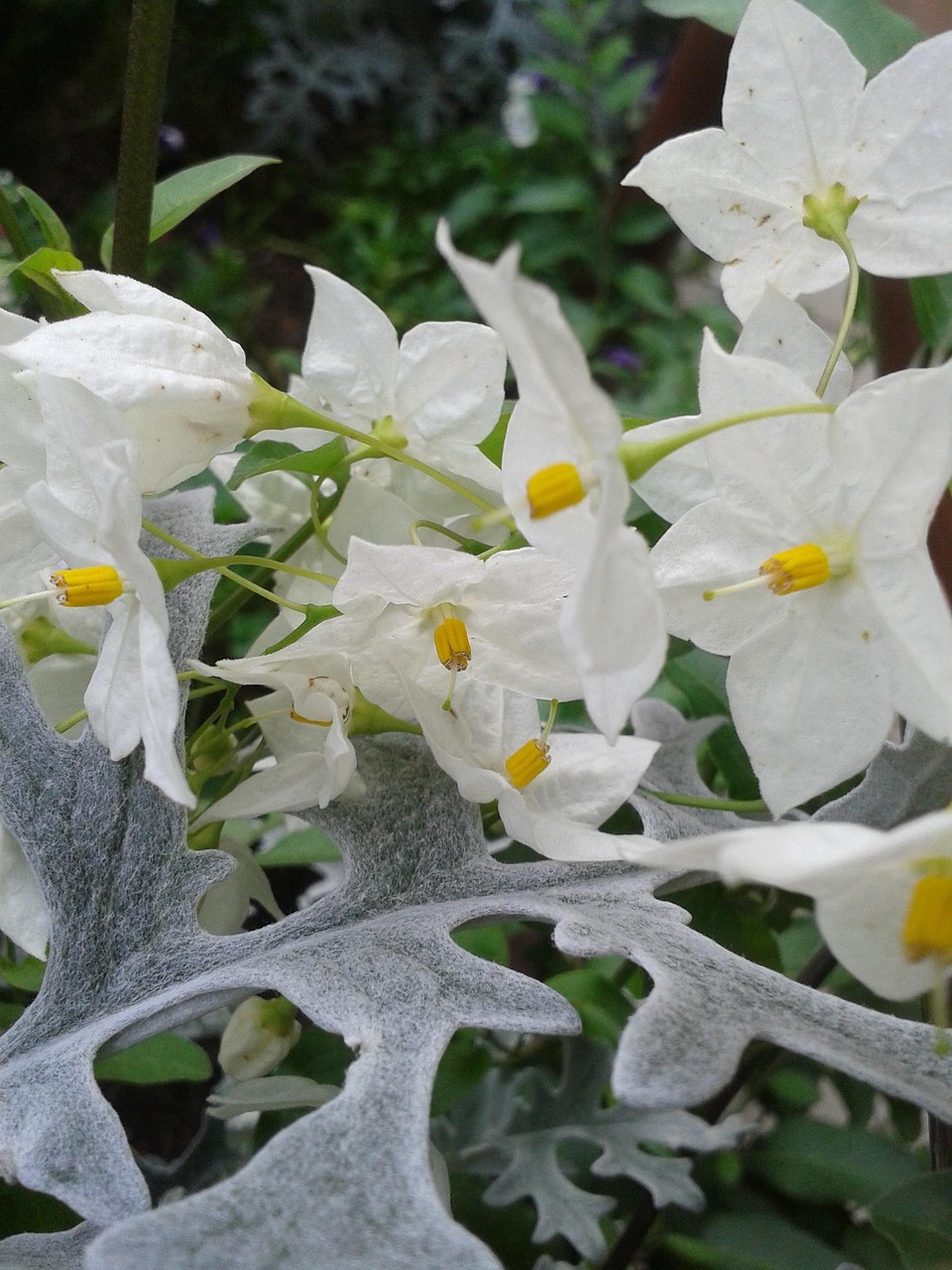 Jasmin Gewoon Kruid Bloesem - Gratis foto op Pixabay - Pixabay