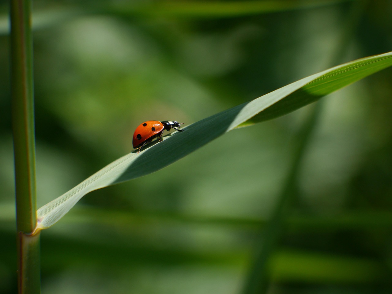 Coccinelle Feuille Vert - Photo gratuite sur Pixabay - Pixabay