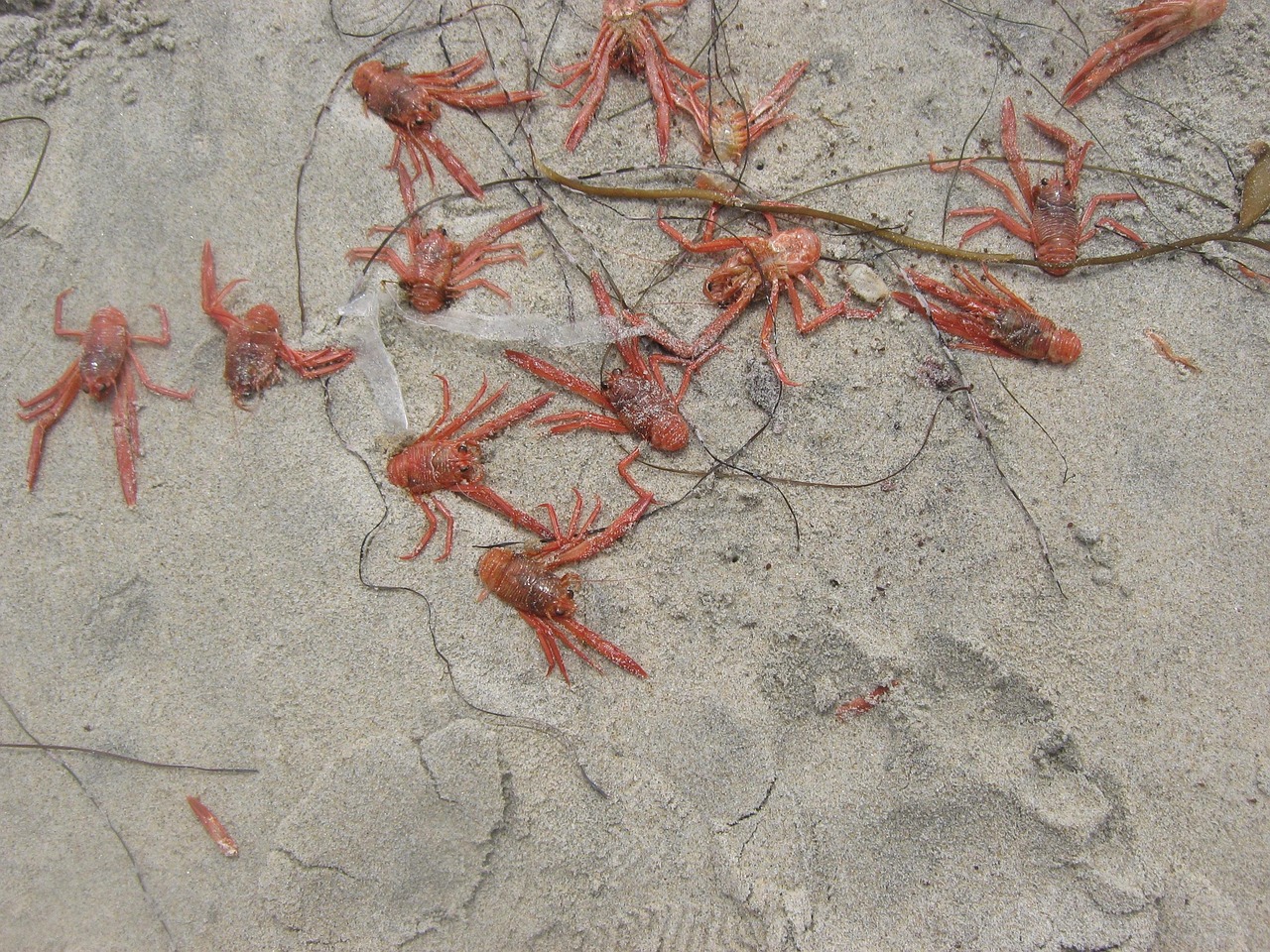 10,000+ Free Baby Lobsters & Lobster Images - Pixabay
